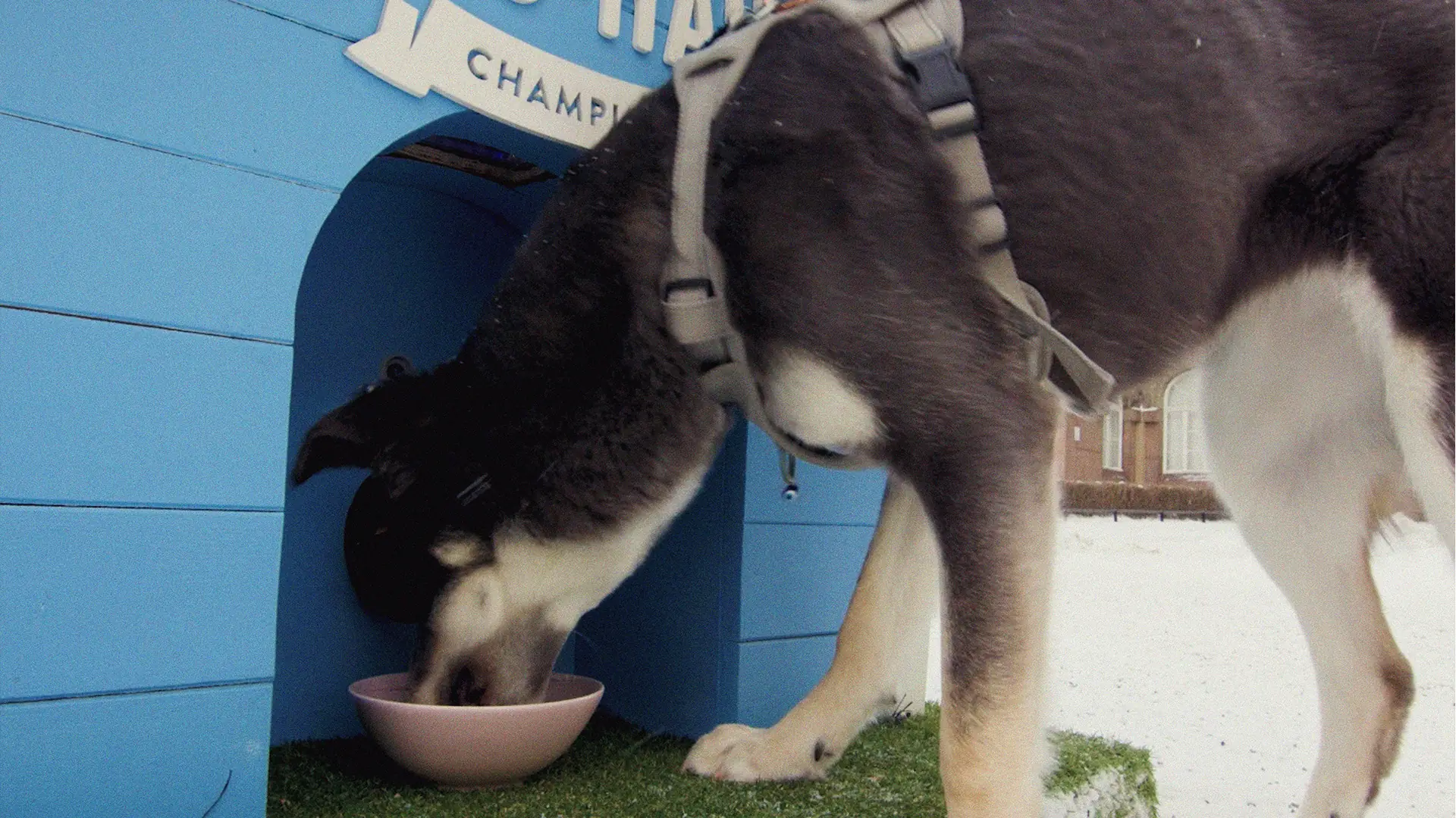 Hau-Hau Champion - Dog Food Vending Machine - TBWA Finland